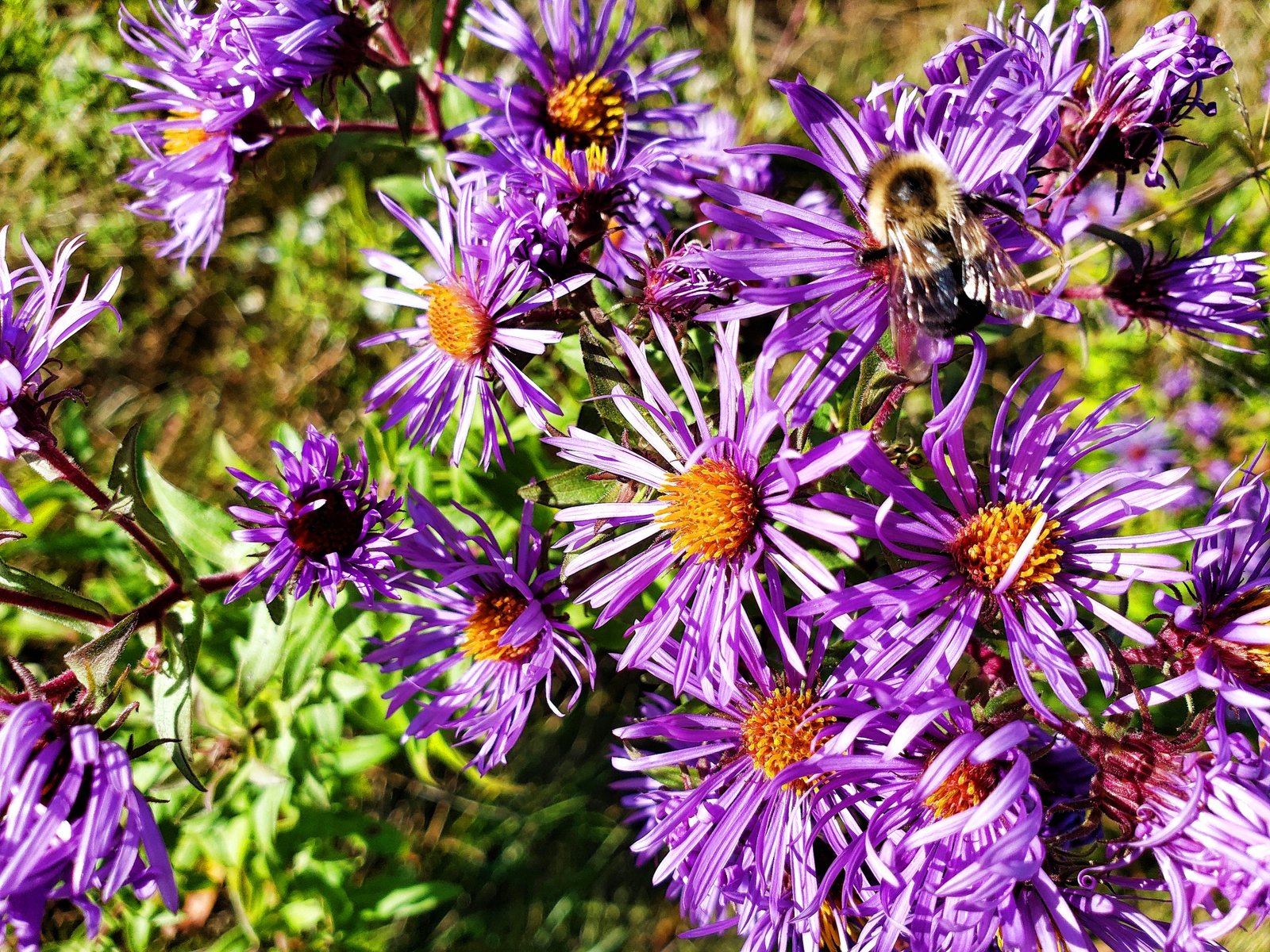 The Difference Between Native, Non-Native & Invasive Plants - Backyard Habitats