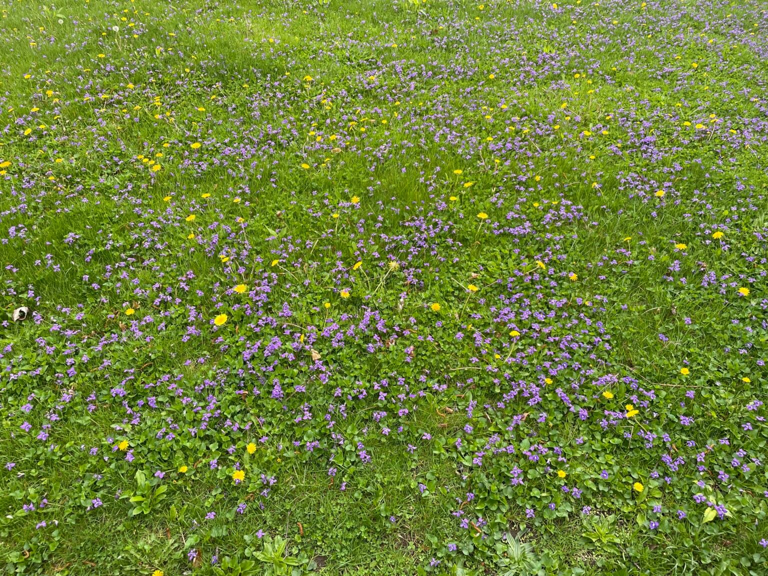 Viola sororia (Common Blue Violet): A Charming Native Groundcover for ...