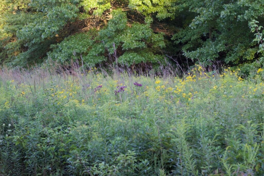 Big Bluestem grass(Andropogon gerardii): A Native Prairie Giant for ...